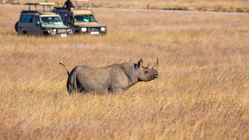 Safari in Search of Africa’s Black Rhino (optional excursion ...